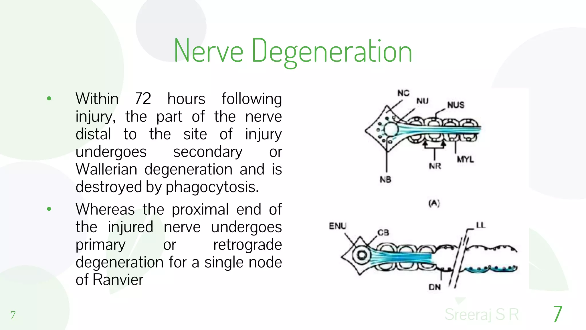 Physiotherapy Management in Peripheral nerve & Plexus injuries | PPTX