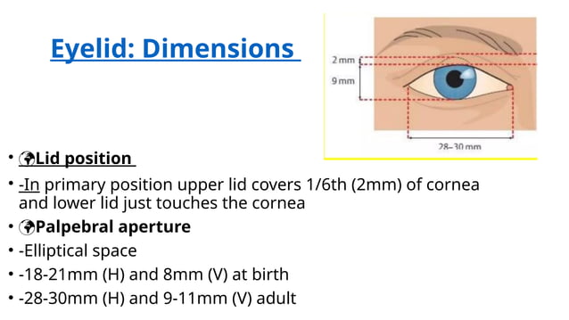 Ptosis Explanation for junior ophthalmoogist.pptx