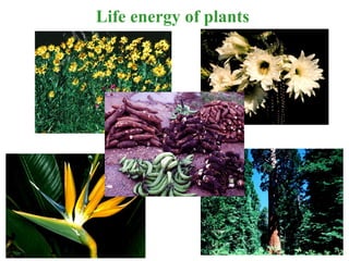 Respiration and photosynthesis | PPT