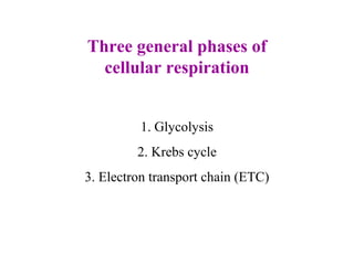 Respiration and photosynthesis | PPT