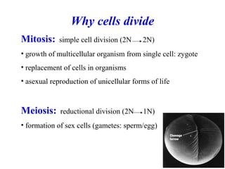 DNA & Heredity-II | PPT