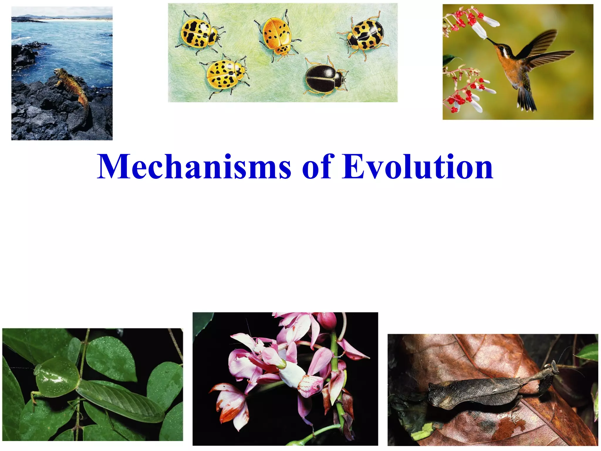 Mechanisms of evolution-I | PPT