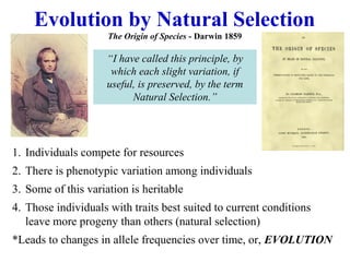 Mechanisms of evolution-I | PPT