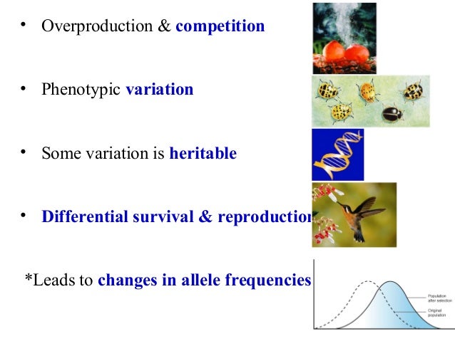 Mechanisms Of Evolution
