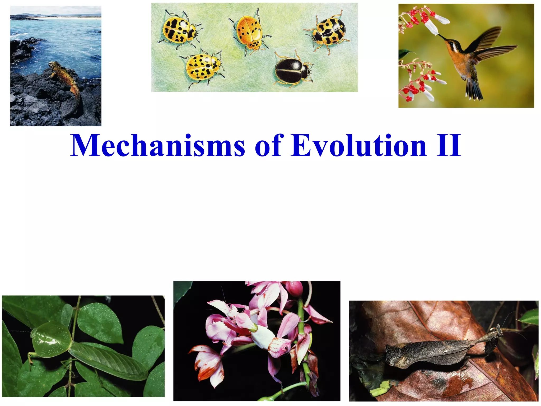 Mechanisms of evolution-II | PPT