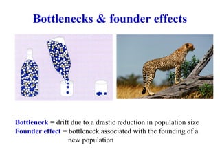 Mechanisms of evolution-II | PPT