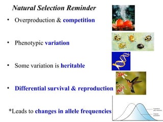 Mechanisms of evolution-II | PPT