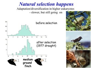 Mechanisms of evolution-II | PPT