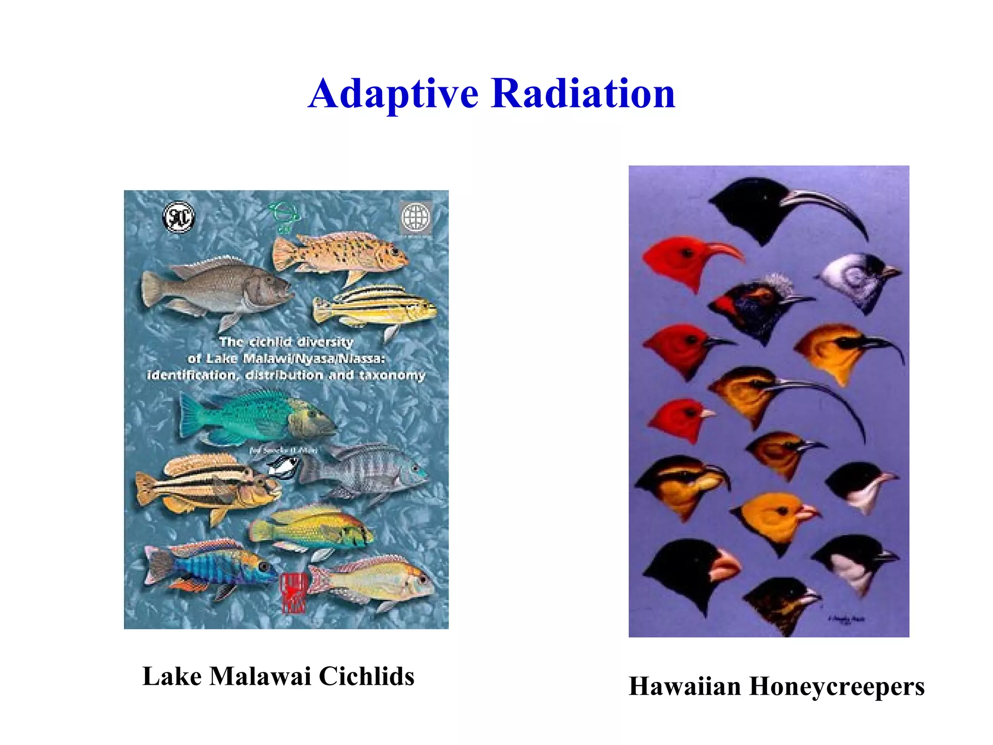 Species and speciation | PPT