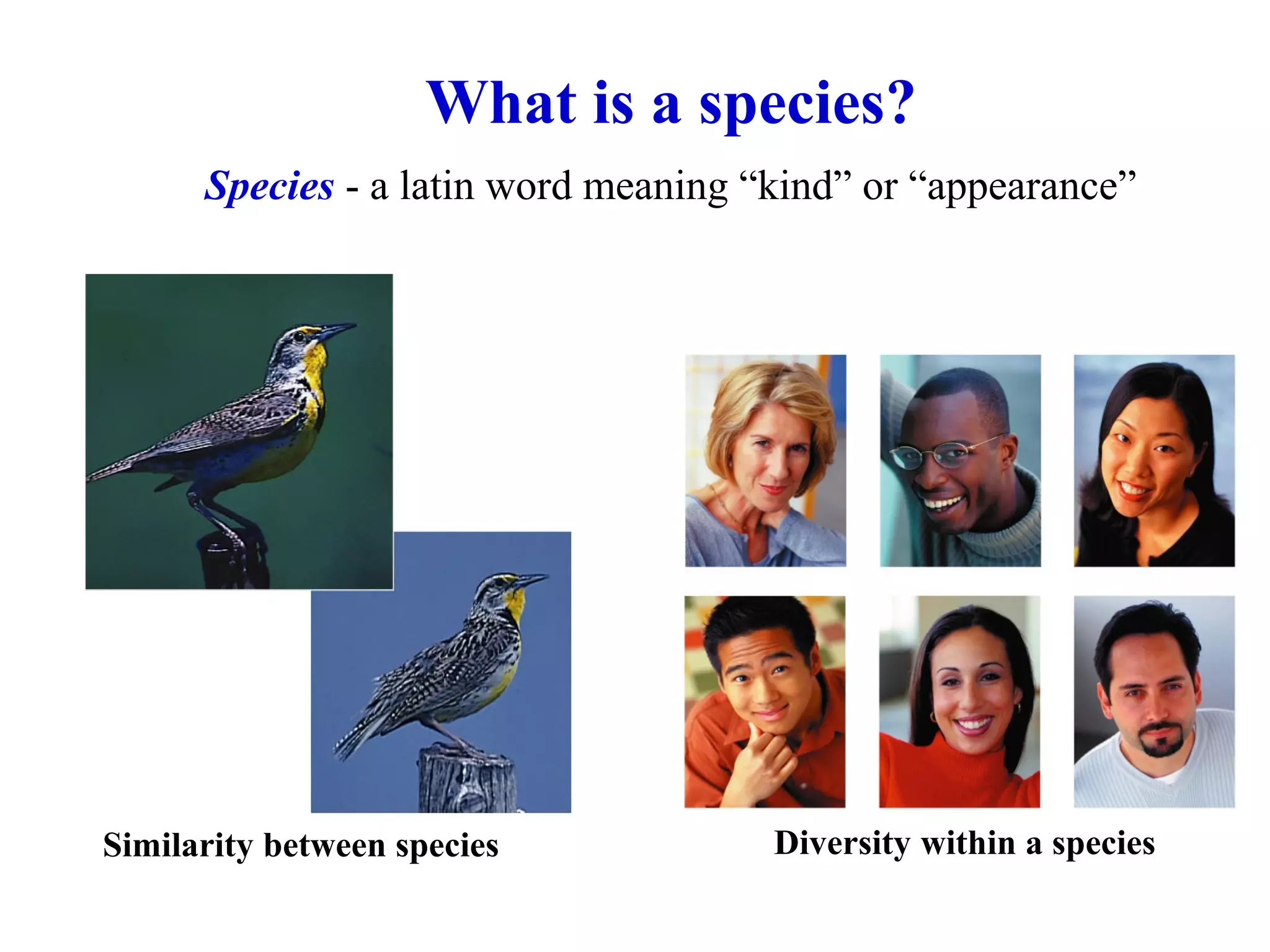 Species and speciation | PPT