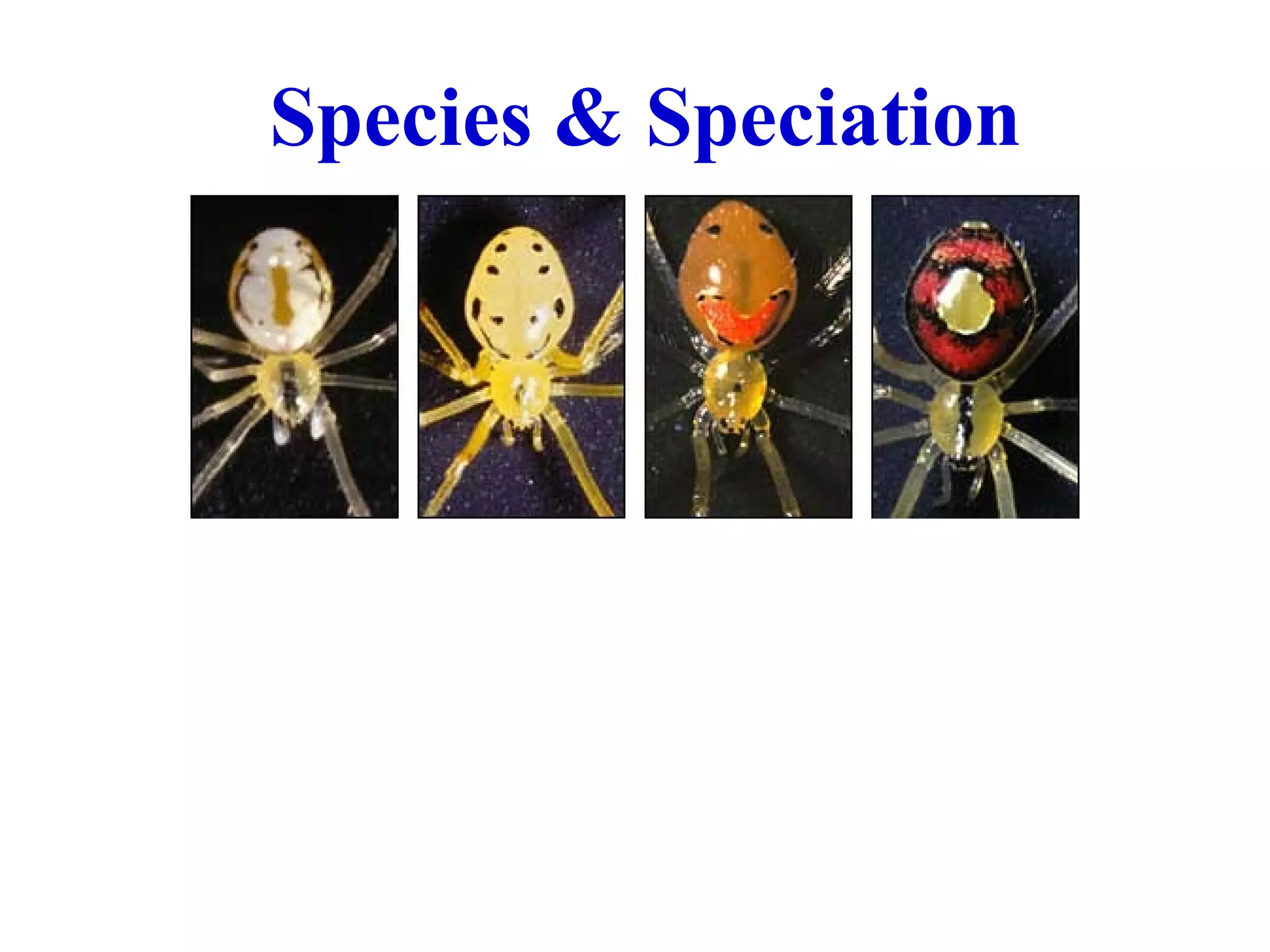 Evolutionary Forces & Speciation | PPT