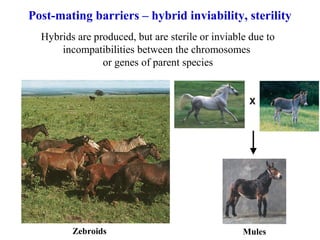 Species and speciation | PPT