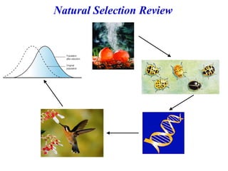 Species and speciation | PPT