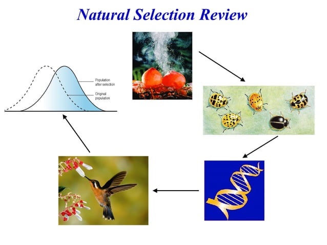 Species and speciation | PPT