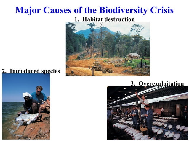 Human impacts, Conservation | PPT