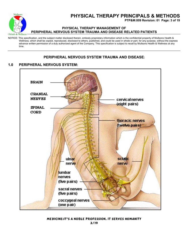 PTP&M009 PTM of Peripheral Nervous System trauma and disea… | PDF | Brain and Nervous System ...