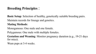 Maintenance and Breeding of Laboratory Animals | PPTX