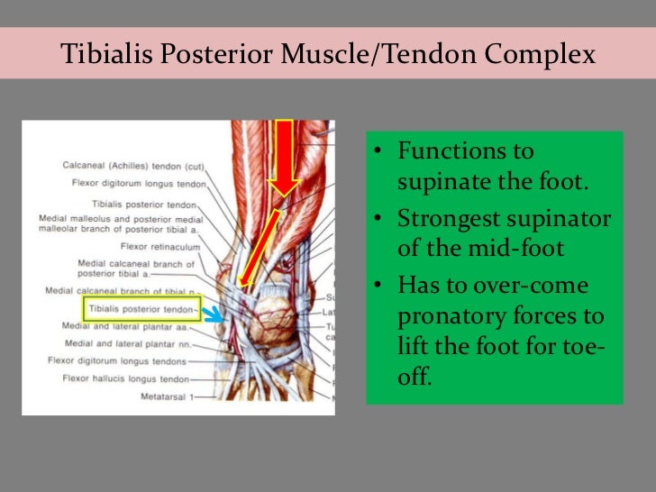 Tibialis Posterior Origin Insertion Anatomy And Function