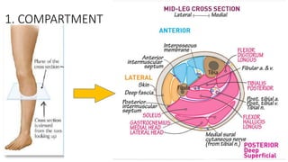 PTTD - Acquired Pes Planus | PDF