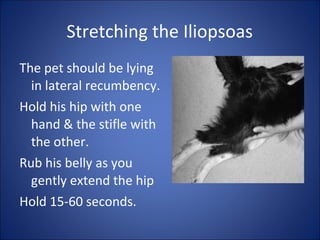 Pt tech protocol stretching | PPT