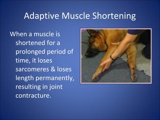 Pt tech protocol stretching | PPT