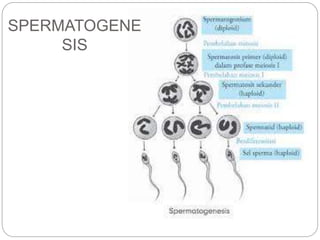 Ptt embriologi | PPTX