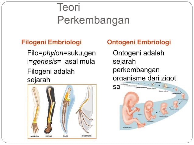 Ptt embriologi | PPT