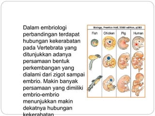 Ptt embriologi | PPTX