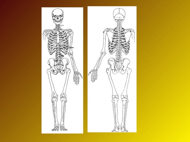 Ptt Skelet Van Het Menselijk Lichaam | PPT