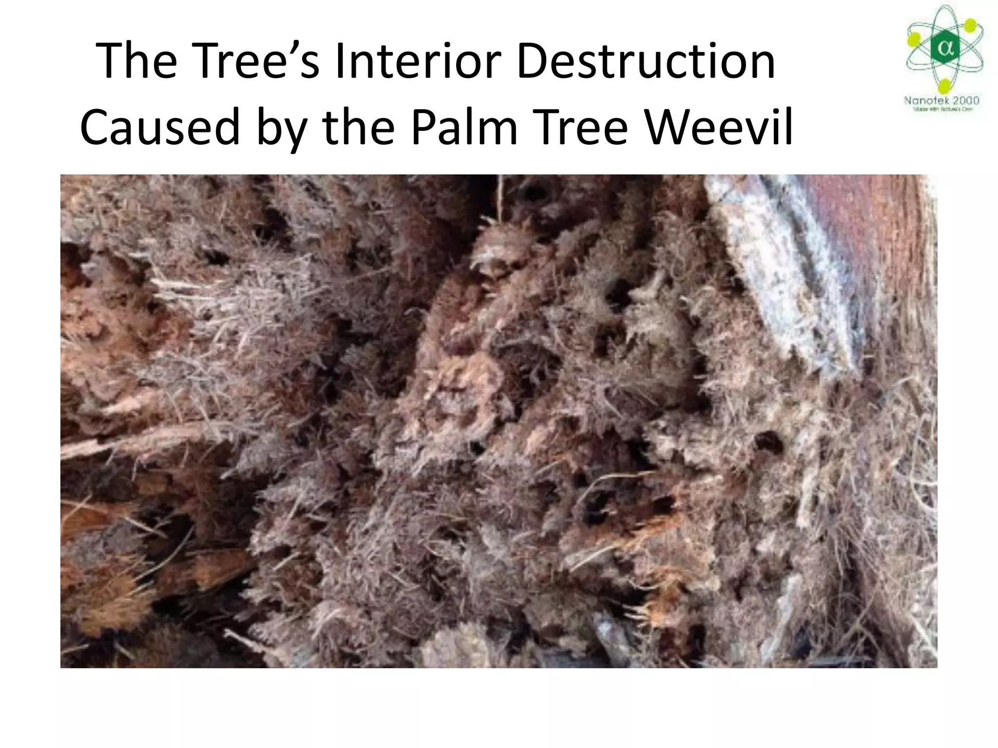 The Nanotechnology Palm Tree Weevil Killer | PPTX