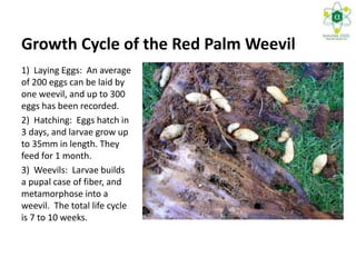The Nanotechnology Palm Tree Weevil Killer | PPTX