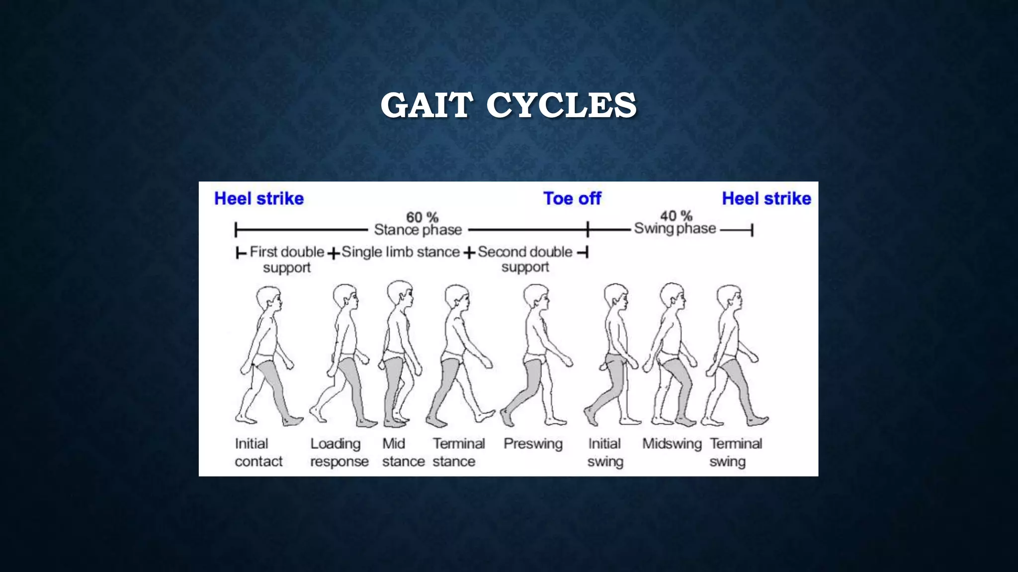 Pty 4304 Pathokinesiology Gait And Pathological Gait A Pptx