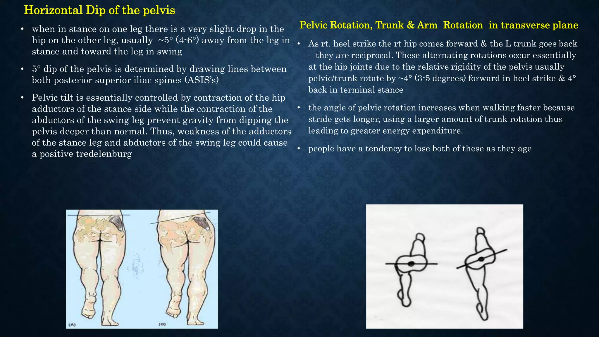 Pty 4304 Pathokinesiology Gait And Pathological Gait B Pptx