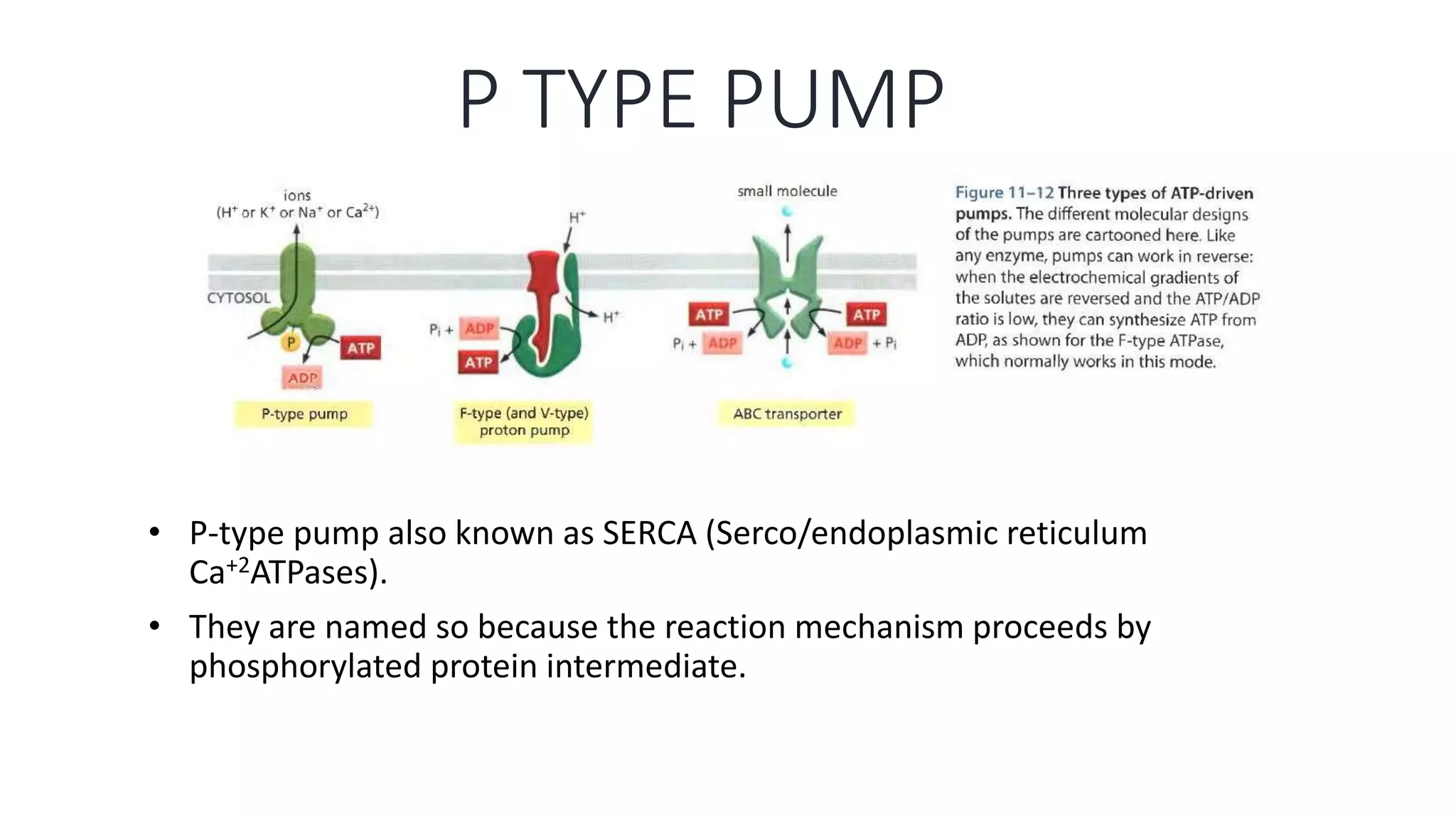 P type pump | PPTX