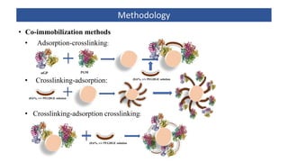 enzyme immobilization by noncovalent bond on a resin | PPT