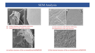 enzyme immobilization by noncovalent bond on a resin | PPT