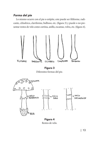 Guia_de_identificacion_de_hongos_con_laminillas_-_HongosAR.pdf