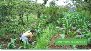 PERTANIAN BERKELANJUTAN BERBASIS AGROFORESTRI | PPTX