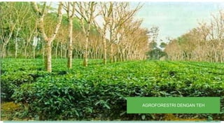 PERTANIAN BERKELANJUTAN BERBASIS AGROFORESTRI | PPTX