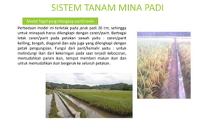 Mina padi | PPTX