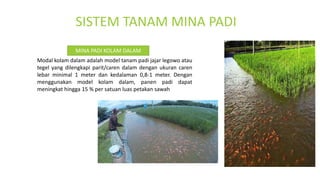 Mina padi | PPTX