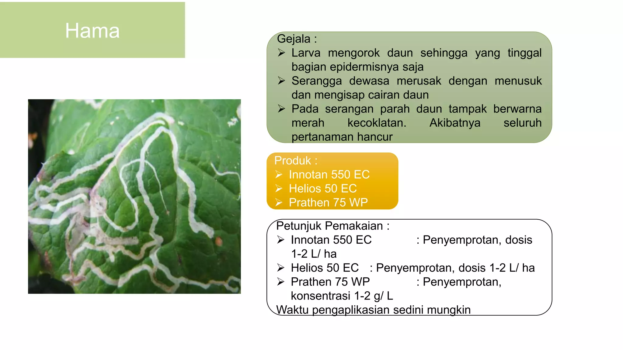 Teknologi Budidaya Tanaman Dengan Pengendalian Hama dan Penyakit ...