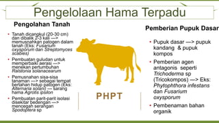 Teknologi Budidaya Tanaman Dengan Pengendalian Hama dan Penyakit ...