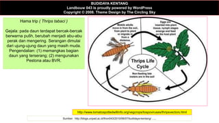 Teknologi Budidaya Tanaman Dengan Pengendalian Hama dan Penyakit ...