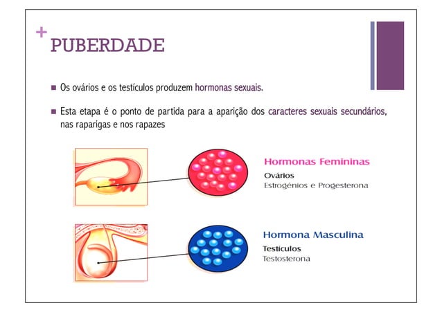 Puberdade | PDF