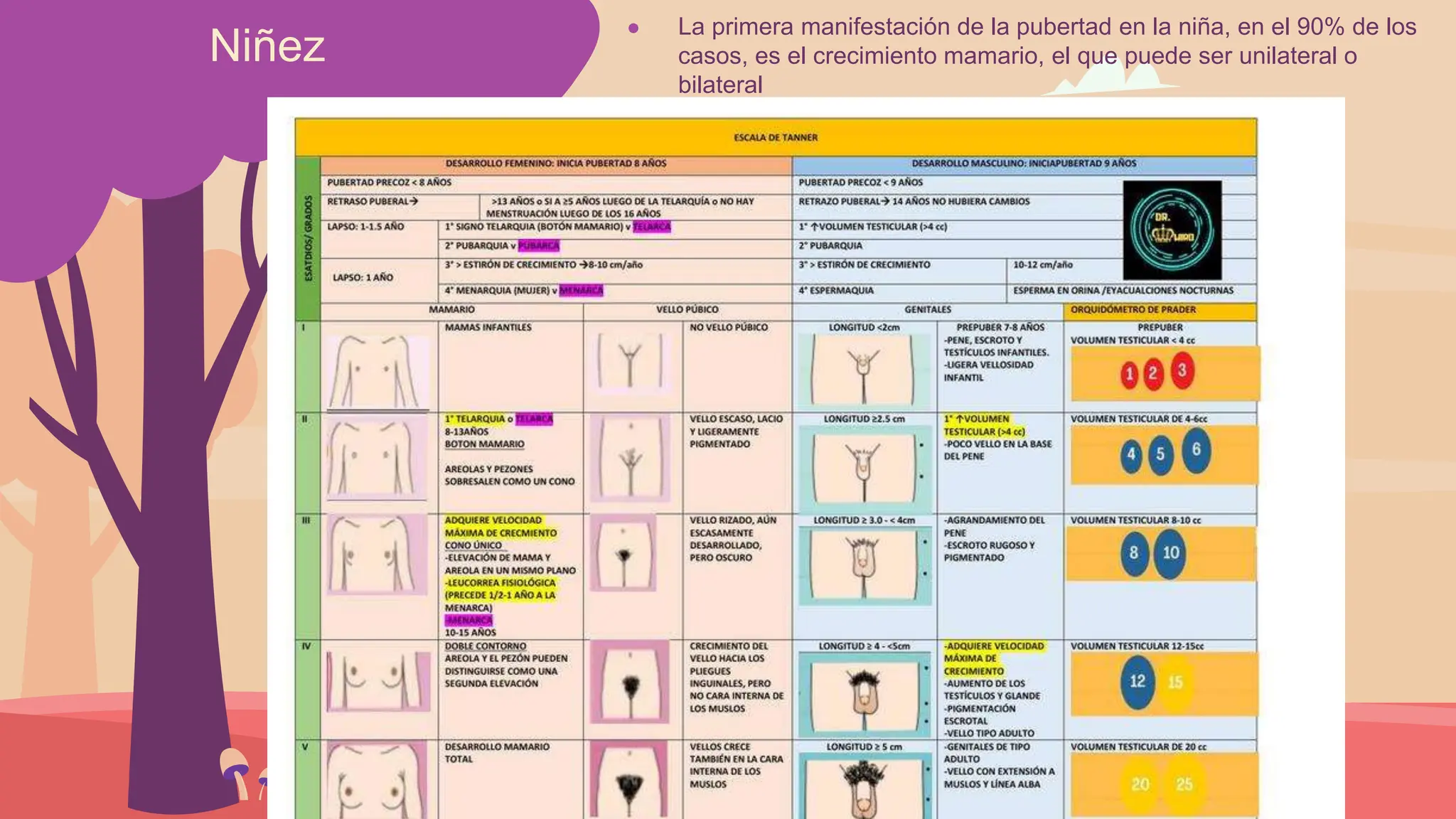 LA Pubertad cambios fisiologicos durante la pubertad | PPTX