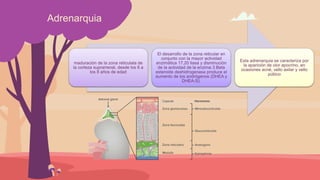 LA Pubertad cambios fisiologicos durante la pubertad | PPTX