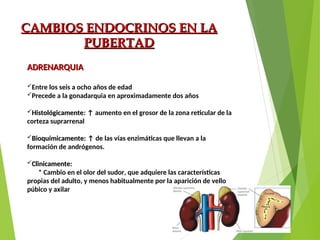 pubertad tardía y adolescencia base fisiologica | PPT