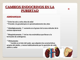 pubertad y adolescencia ayuda idóneas hoy | PPT