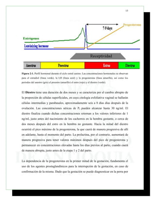 Pubertad y ciclo estral | DOC